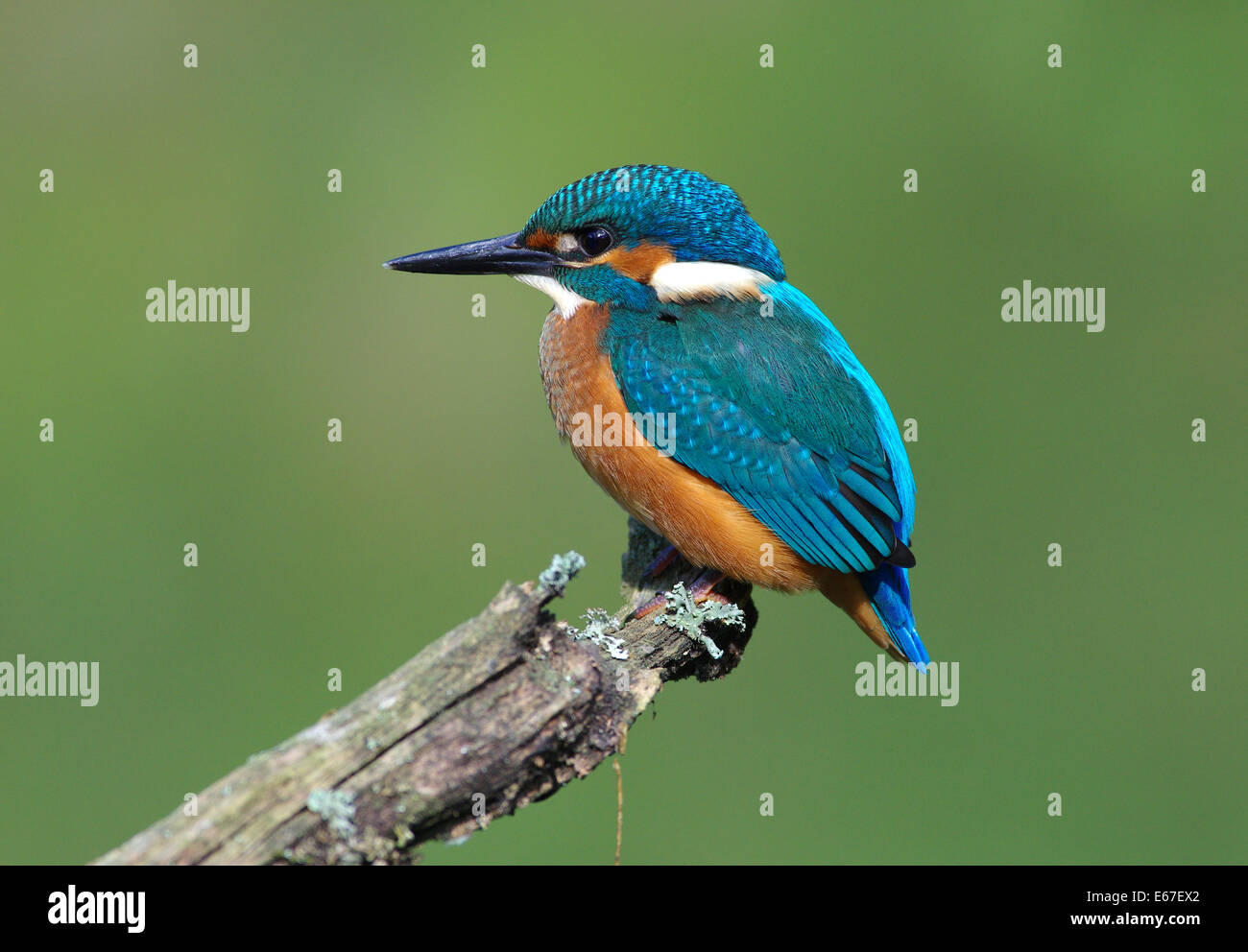 Wildlife color hi-res stock photography and images - Alamy