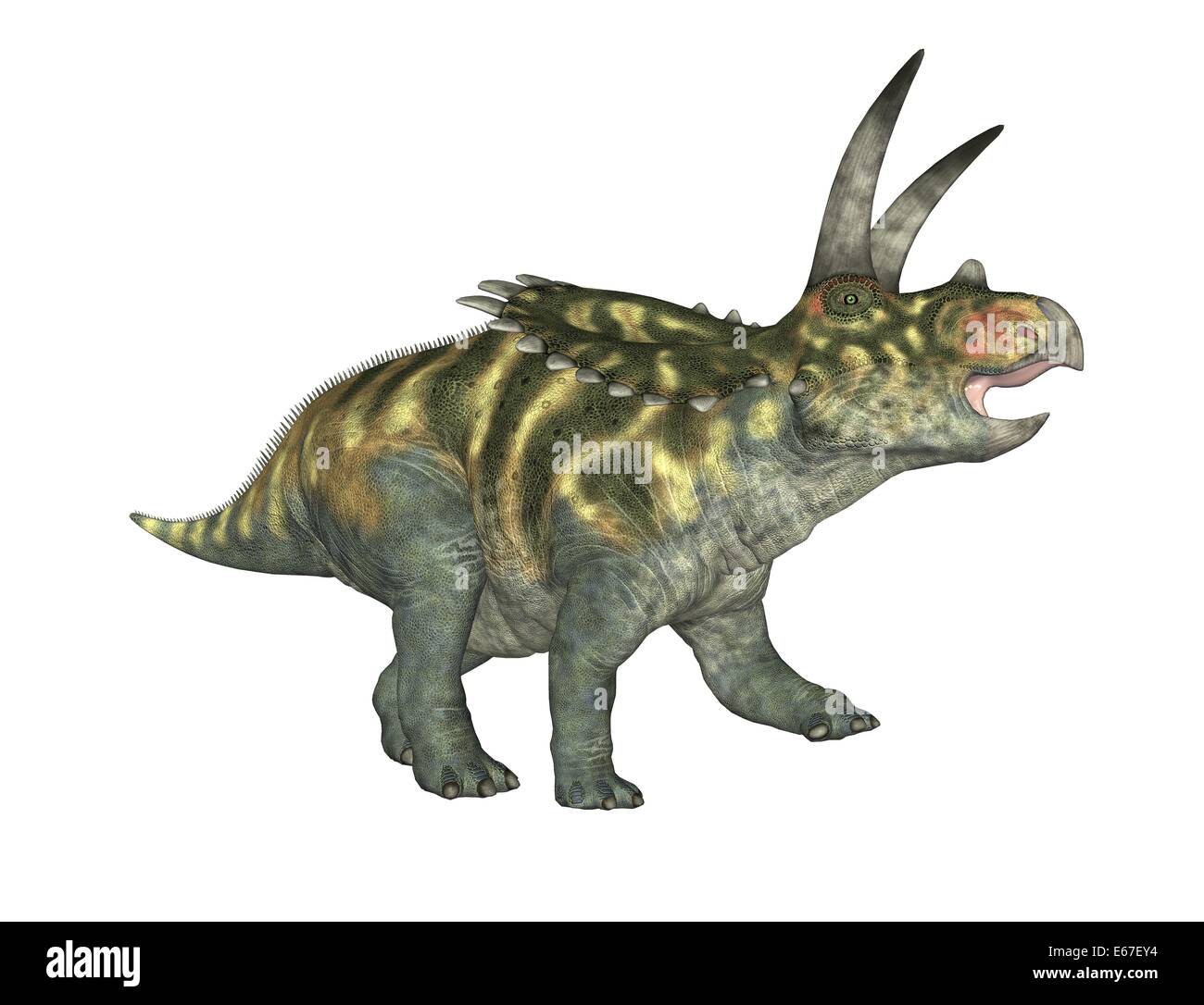 Dinosaurier Coahuilaceratopsi / dinosaur Coahuilaceratops Stock Photo ...