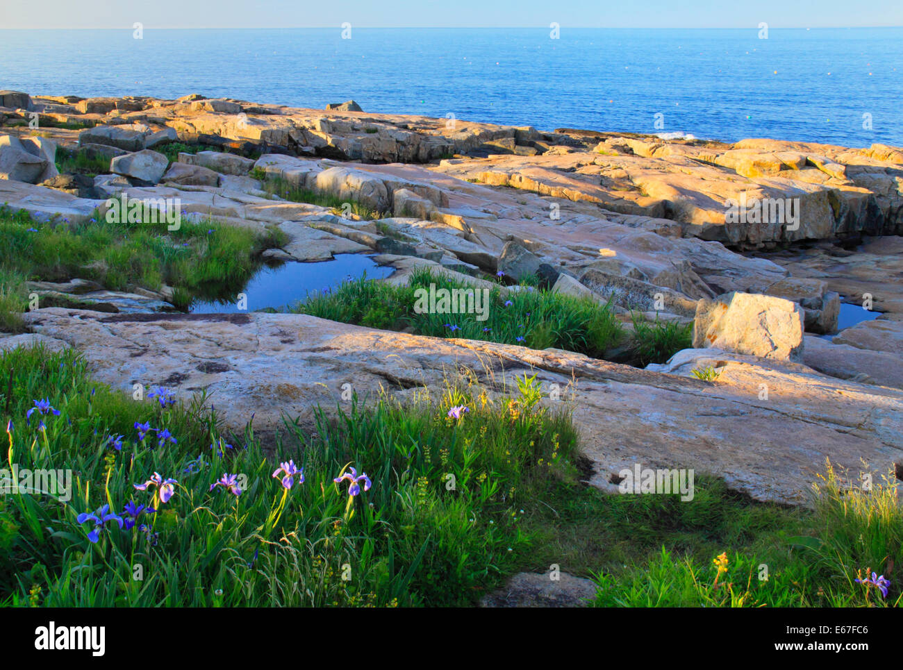 Wild Iris, Schoodic Point, Schoodic Peninsula, Acadia National Park ...