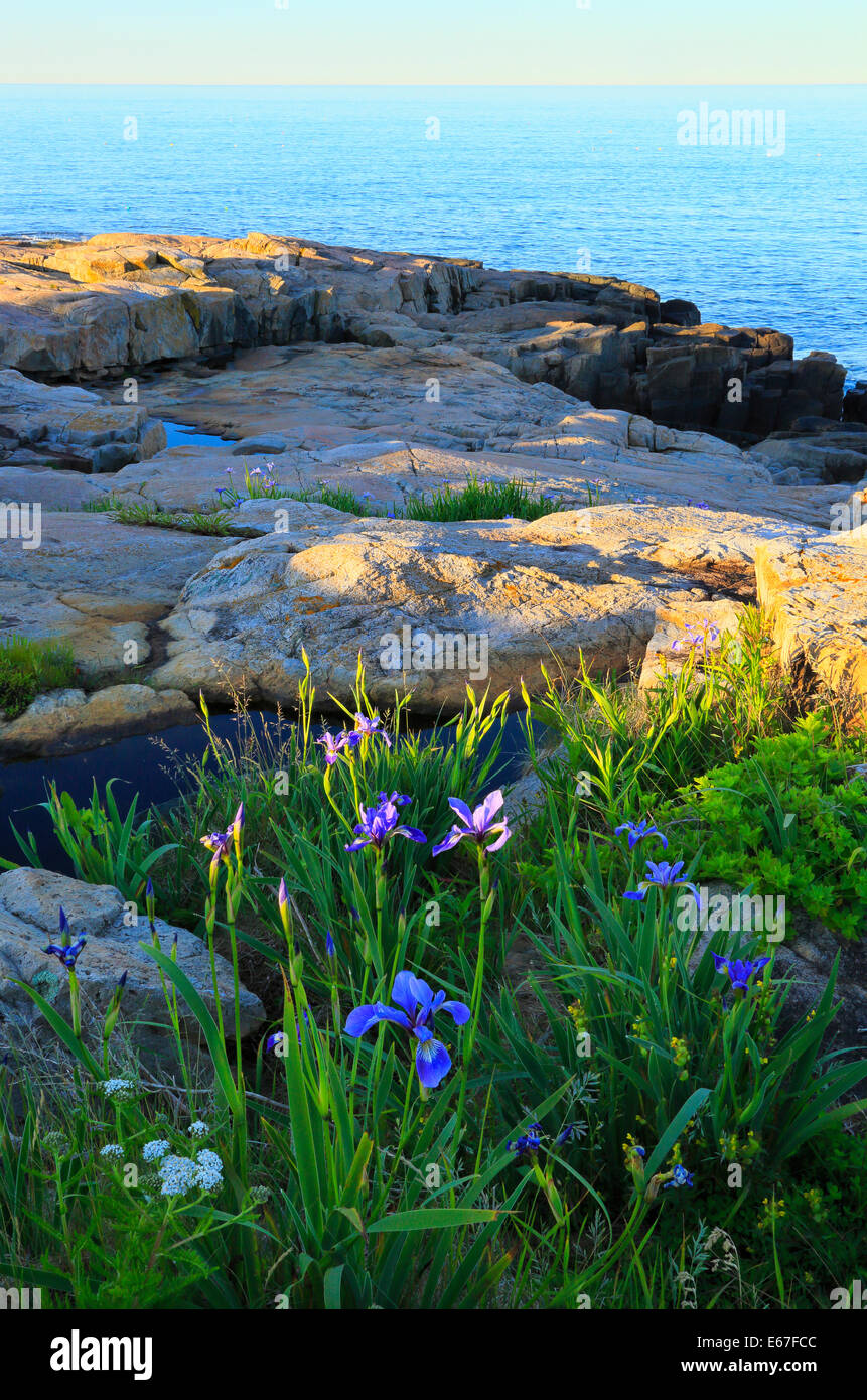 Wild Iris, Schoodic Point, Schoodic Peninsula, Acadia National Park ...