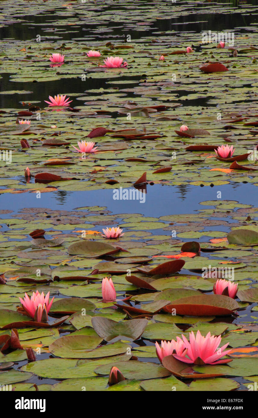 Ames Pond, Stonington, Maine, USA Stock Photo - Alamy