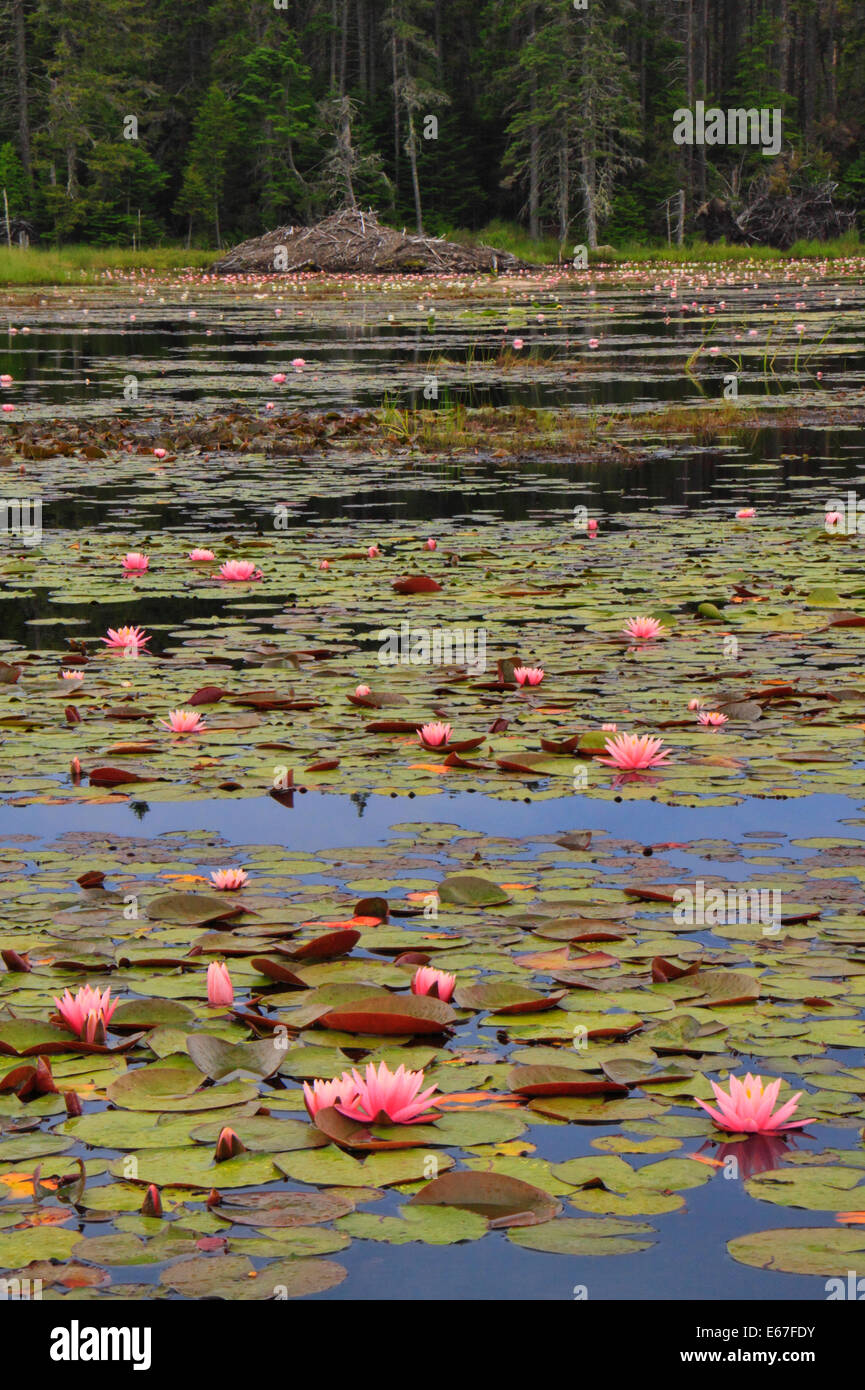 Ames Pond, Stonington, Maine, USA Stock Photo - Alamy