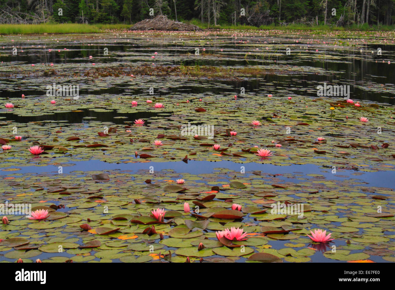 Ames island hi-res stock photography and images - Alamy