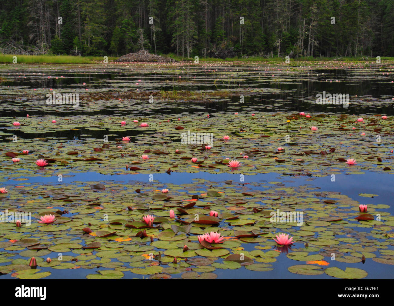Ames Pond, Stonington, Maine, USA Stock Photo - Alamy