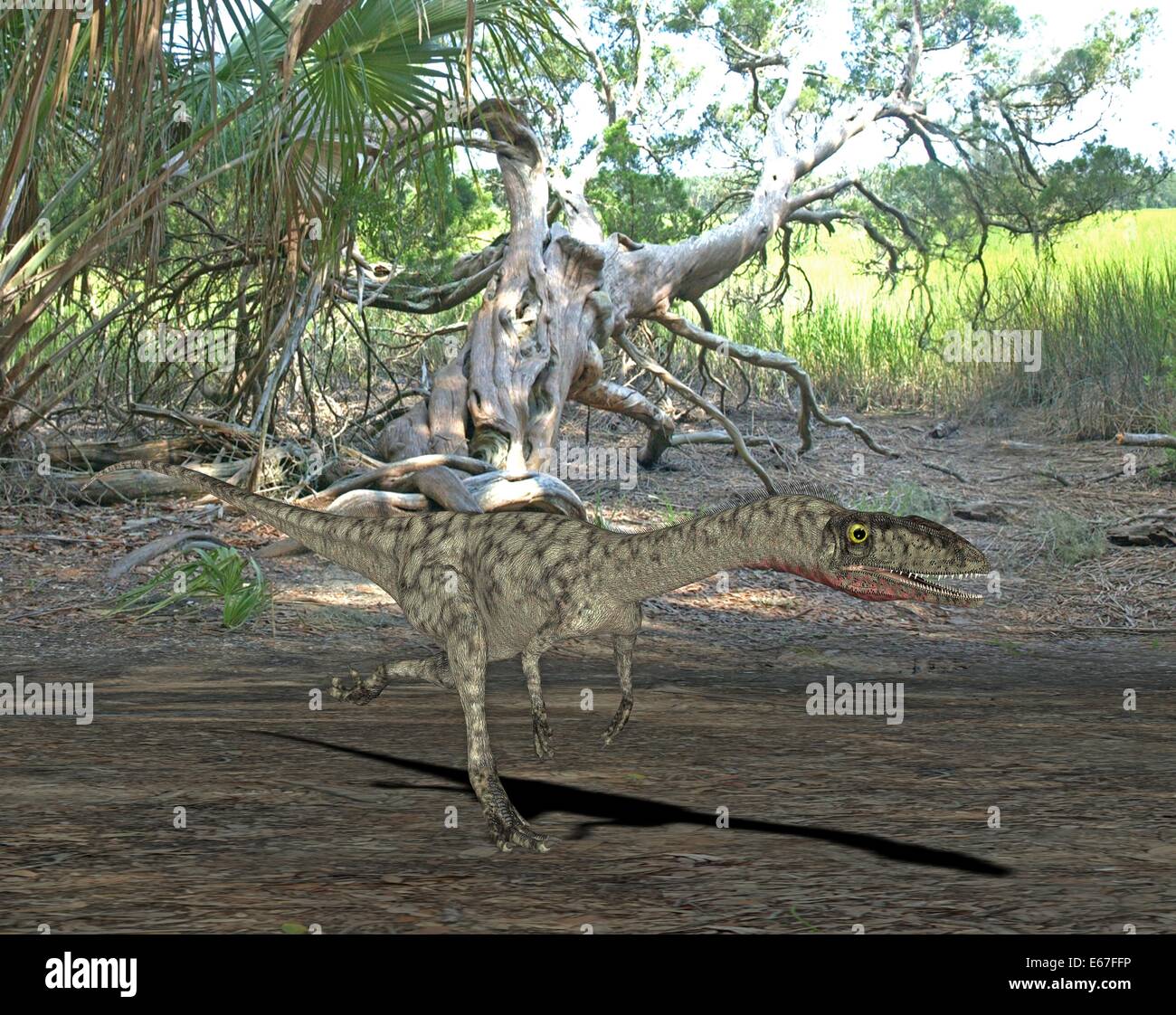 Dinosaurier Coelophysis / dinosaur Coelophysis Stock Photo - Alamy