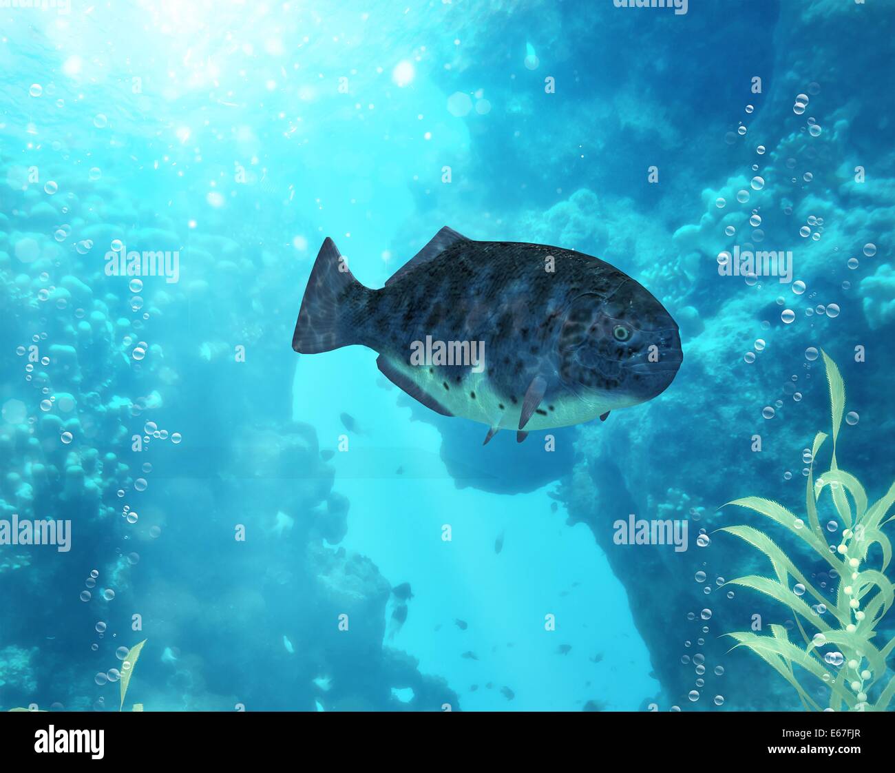 Dapedius hi-res stock photography and images - Alamy