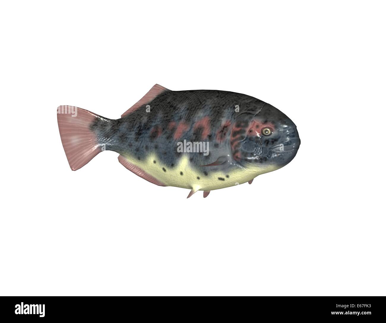 Dapedius / Dapedium Stock Photo - Alamy