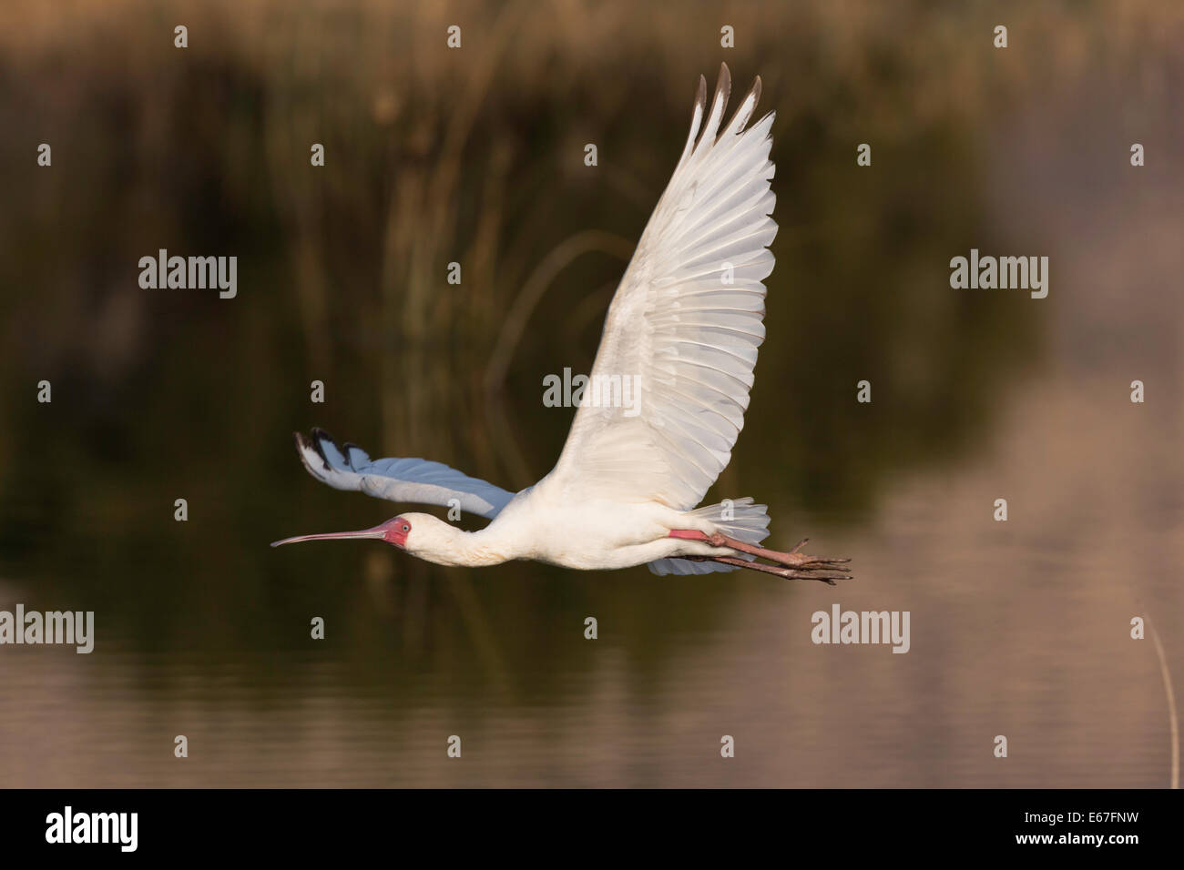 Pelikan hi-res stock photography and images - Alamy