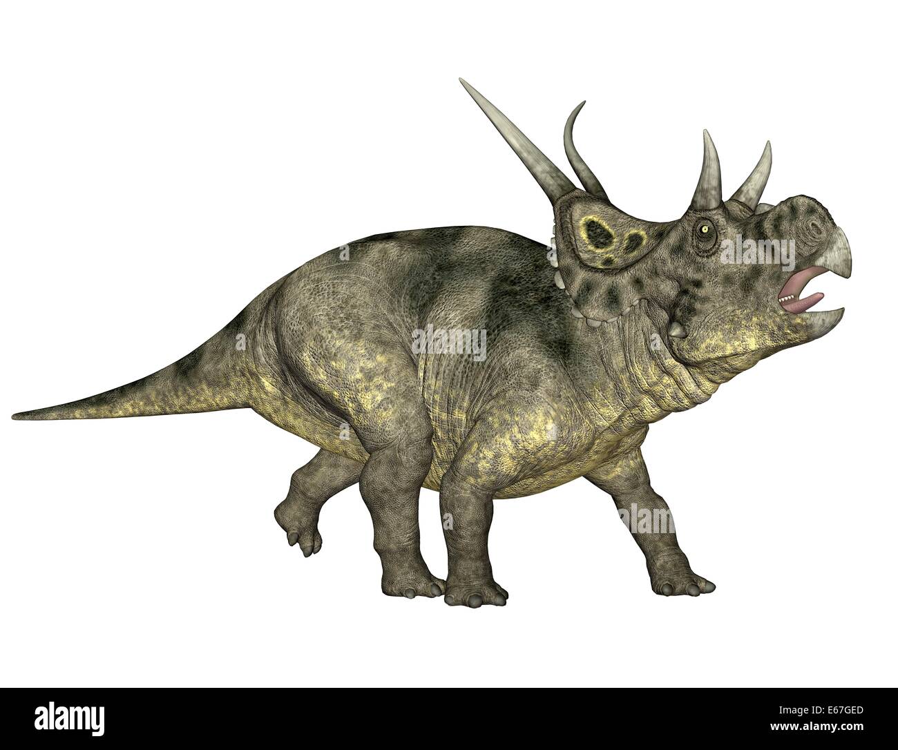 Diabloceratops High Resolution Stock Photography and Images - Alamy
