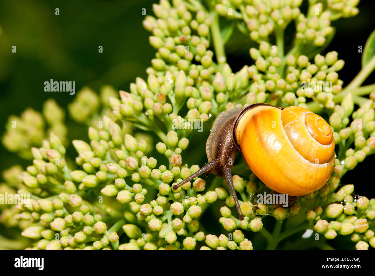 garden snail on a succulent plant in the garden Stock Photo - Alamy