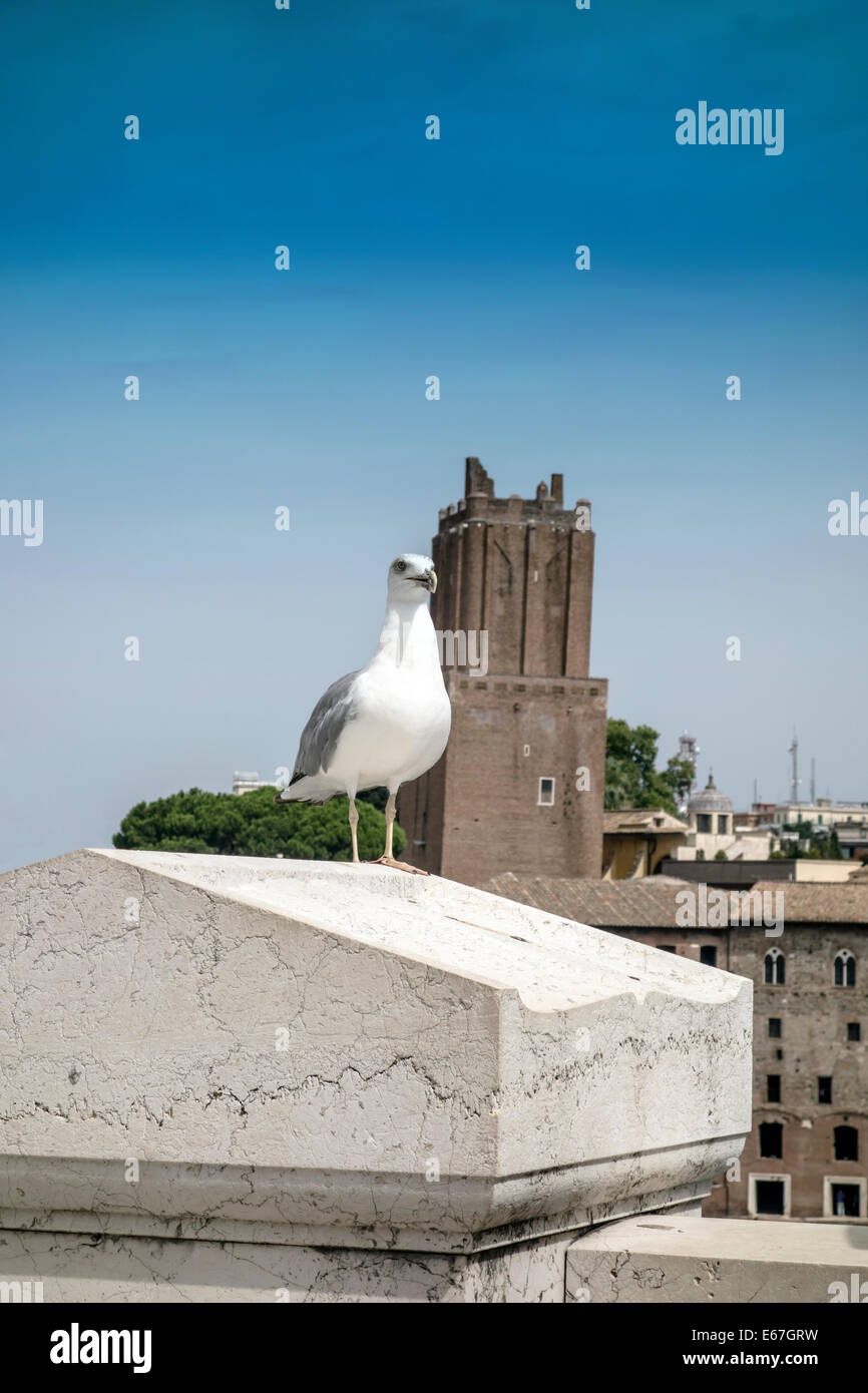 yellow legged-gull standing on the top of house Stock Photo - Alamy
