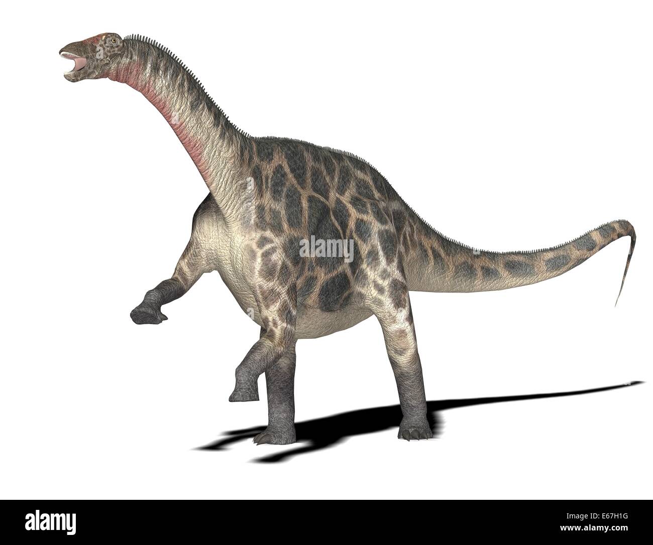 Dicraeosaurus hansemanni hi-res stock photography and images - Alamy