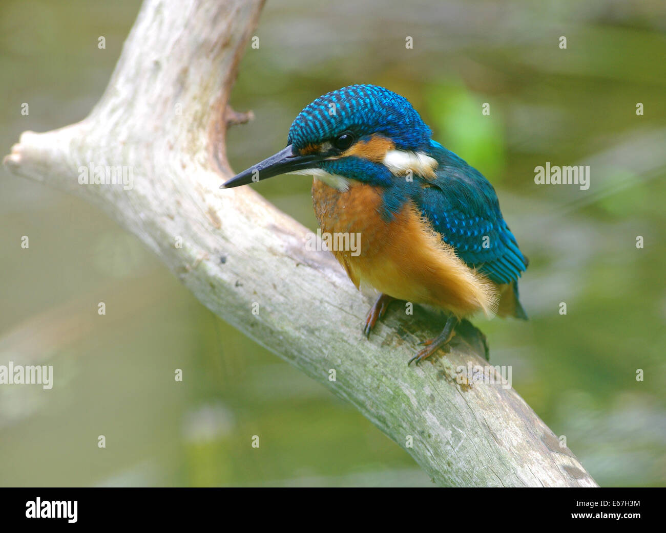 European Kingfisher - (Alcedo atthis Stock Photo - Alamy