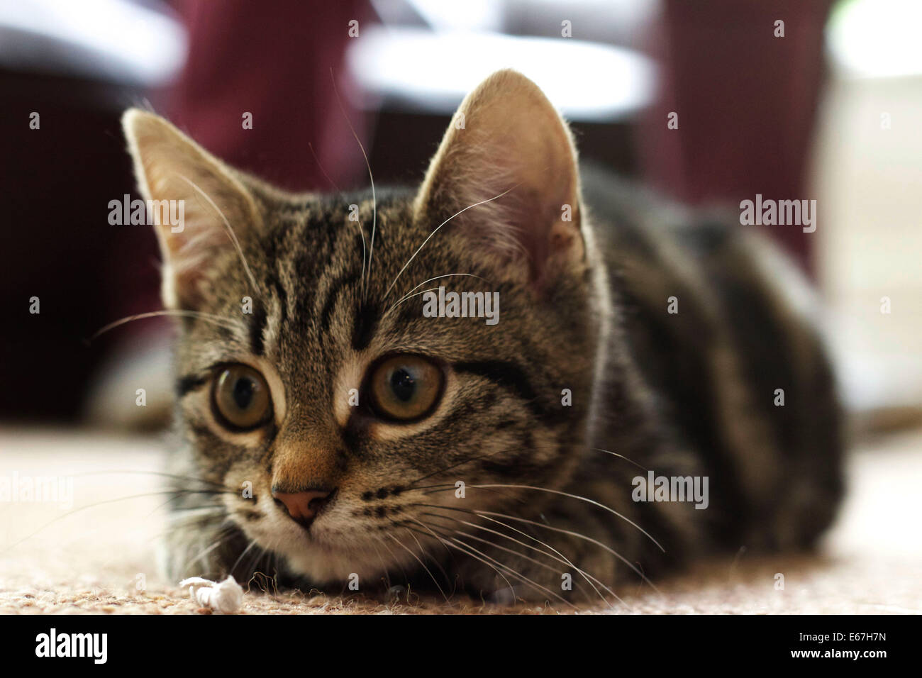 Big cat and pounce hi-res stock photography and images - Alamy