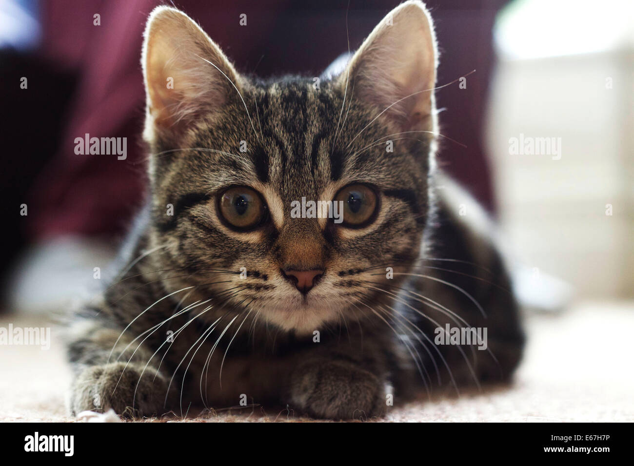 Cat ready to pounce hi-res stock photography and images - Alamy