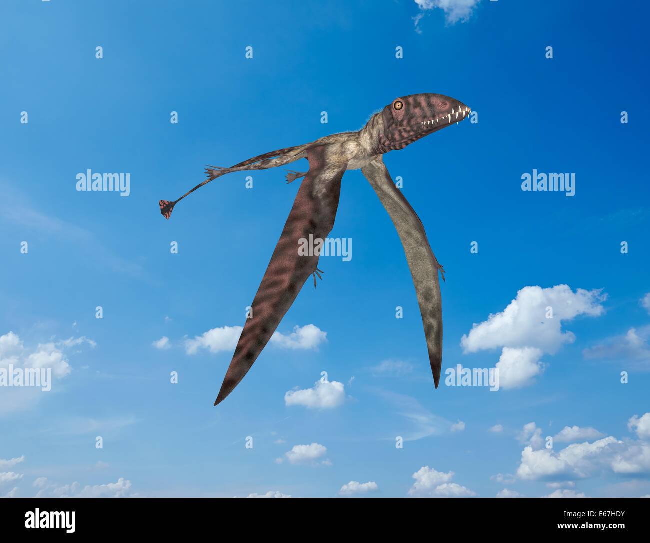 Dinosaurier Dimorphodon / dinosaur Dimorphodons Stock Photo - Alamy