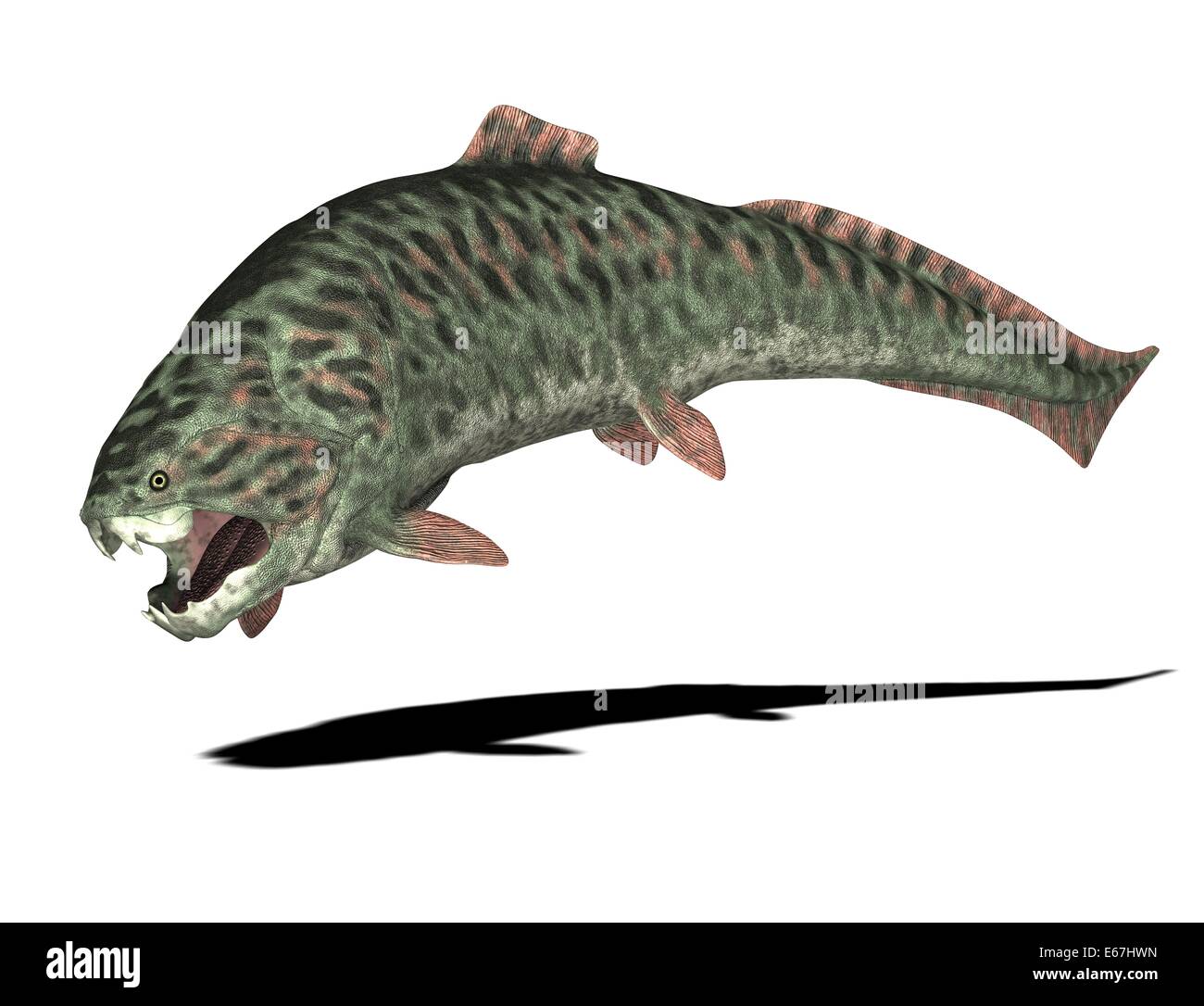 Dunkleosteus hi-res stock photography and images - Alamy