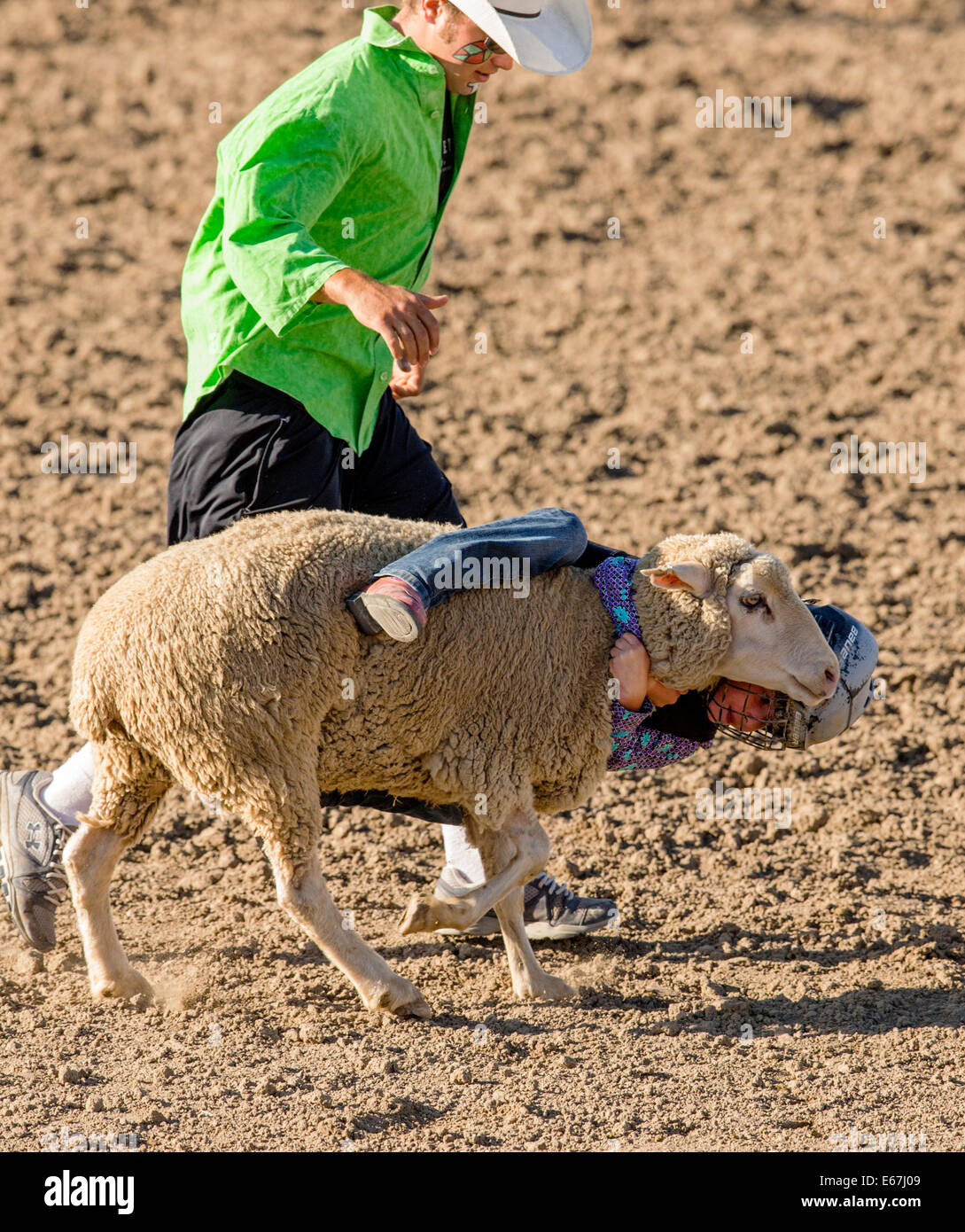 Riding sheep hi-res stock photography and images - Alamy