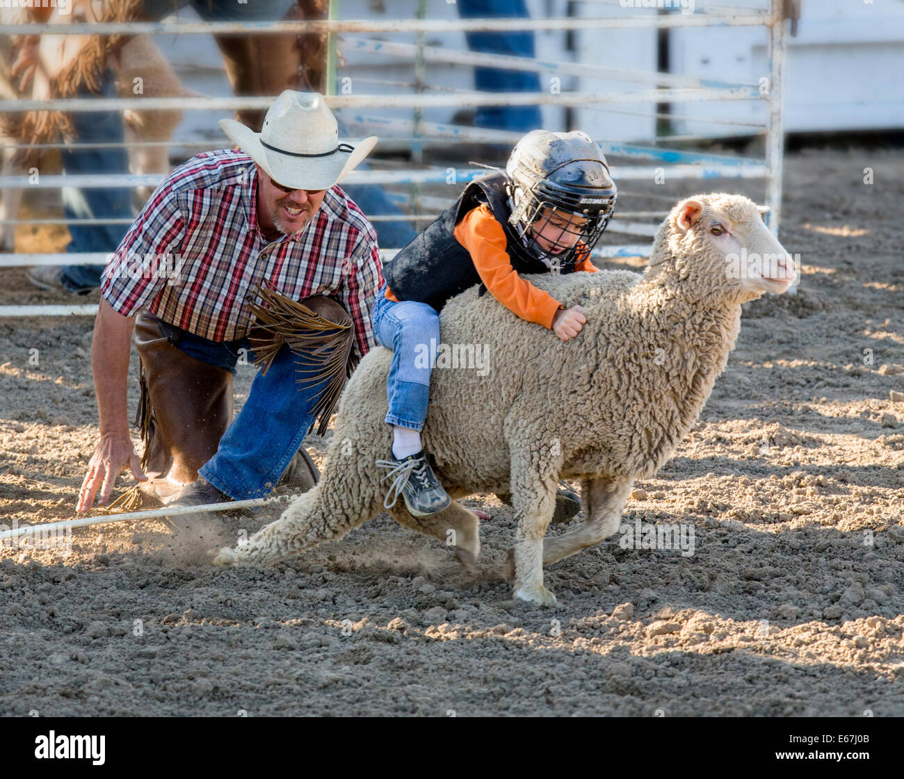Young child riding a sheep in the mutton busting competition event ...