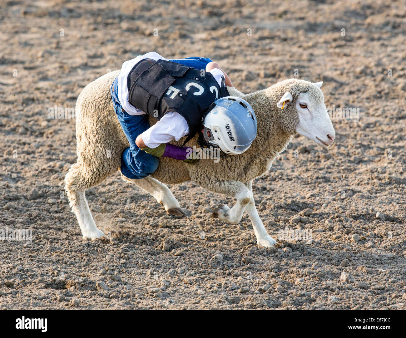 Mutton busting cowgirl riding sheep hi-res stock photography and images ...