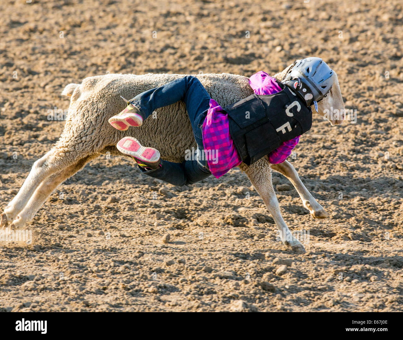 Young child riding a sheep in the mutton busting competition event ...
