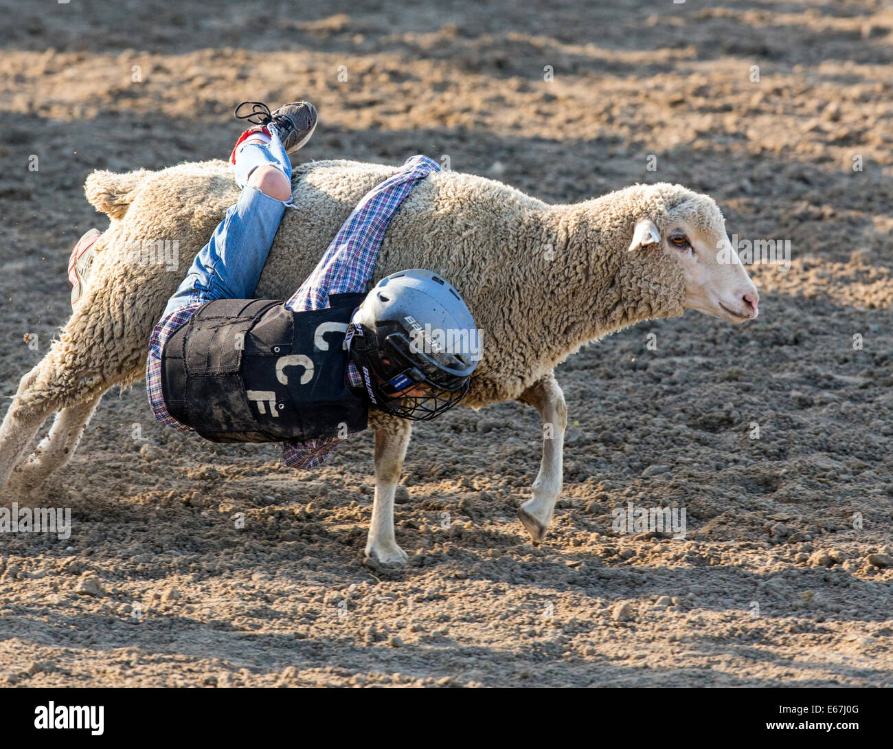 Young child riding a sheep in the mutton busting competition event ...