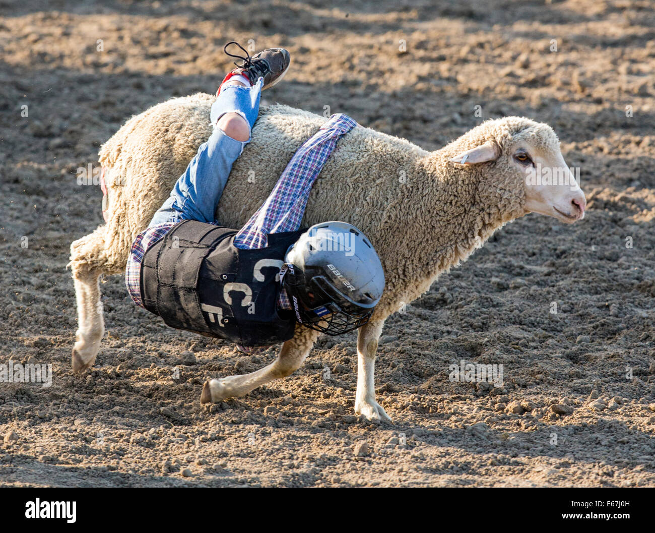 Mutton busting cowgirl riding sheep hi-res stock photography and images ...
