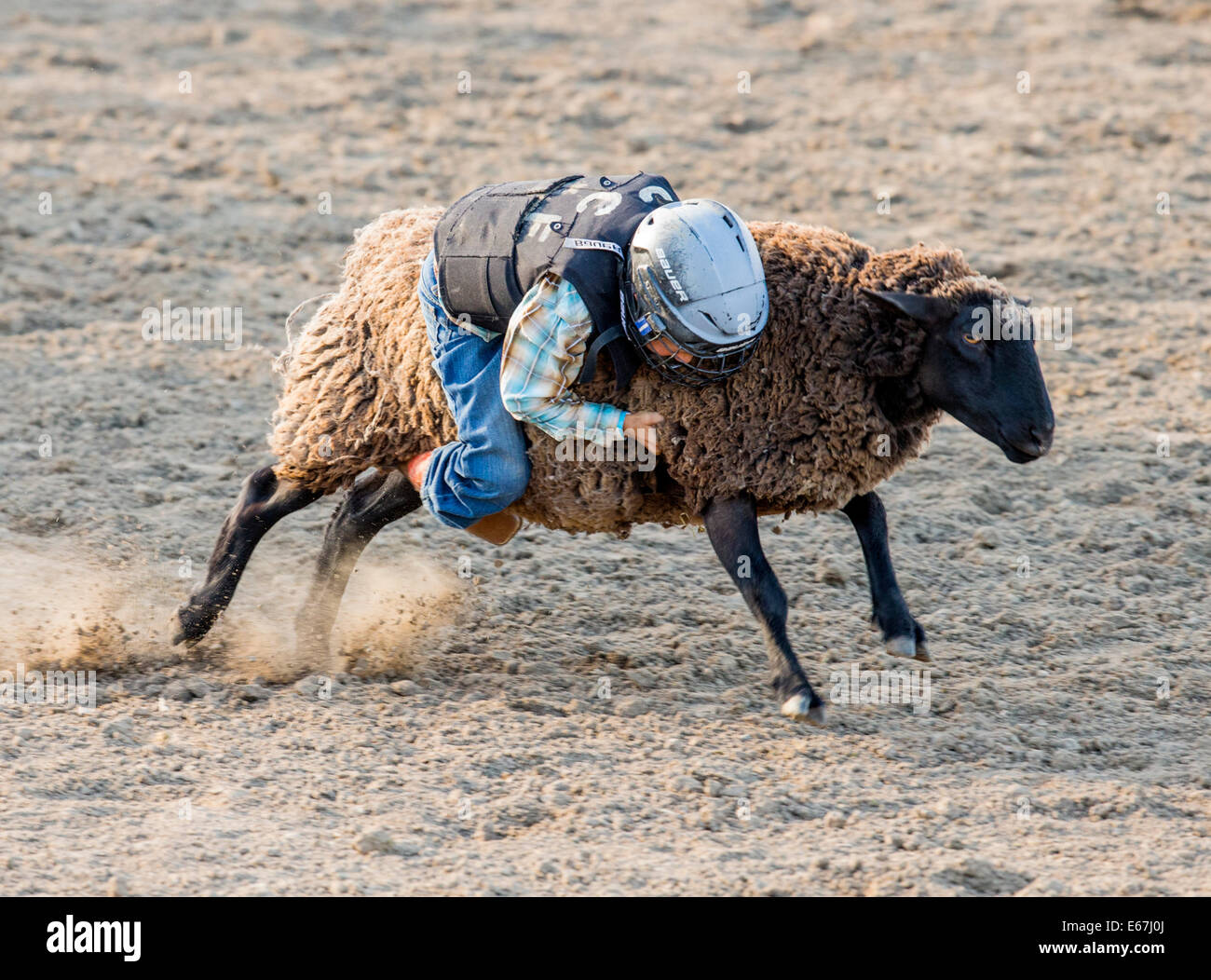 Young child riding a sheep in the mutton busting competition event ...