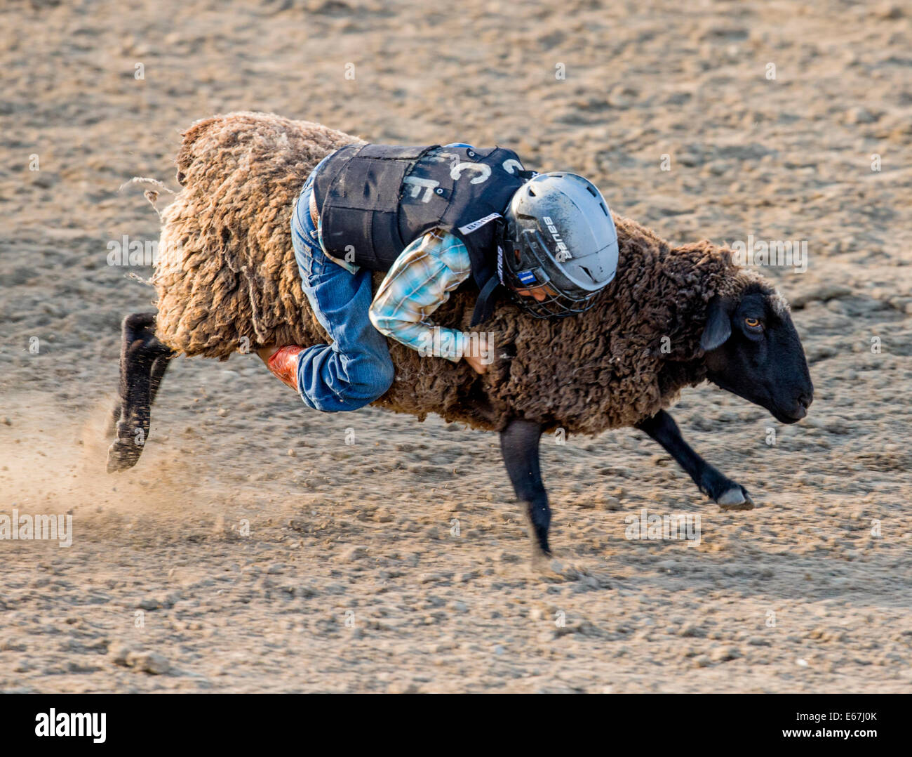 Young child riding a sheep in the mutton busting competition event ...