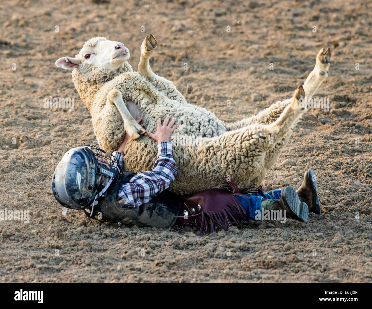 Young child riding a sheep in the mutton busting competition event ...