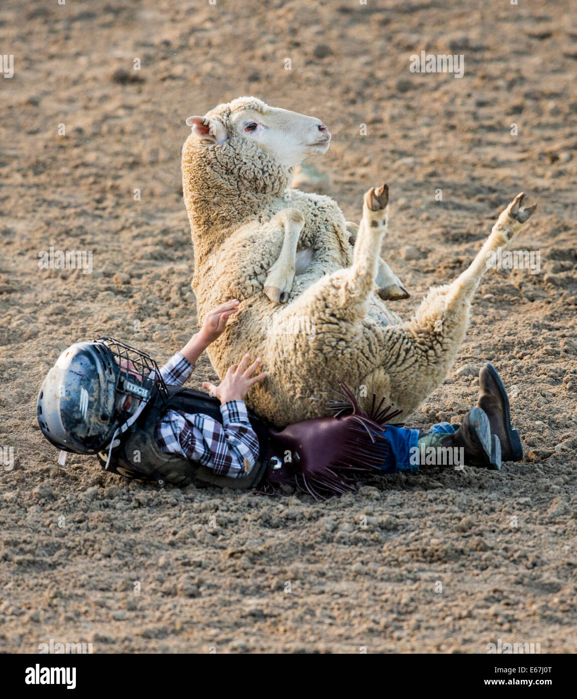 Young child riding a sheep in the mutton busting competition event ...