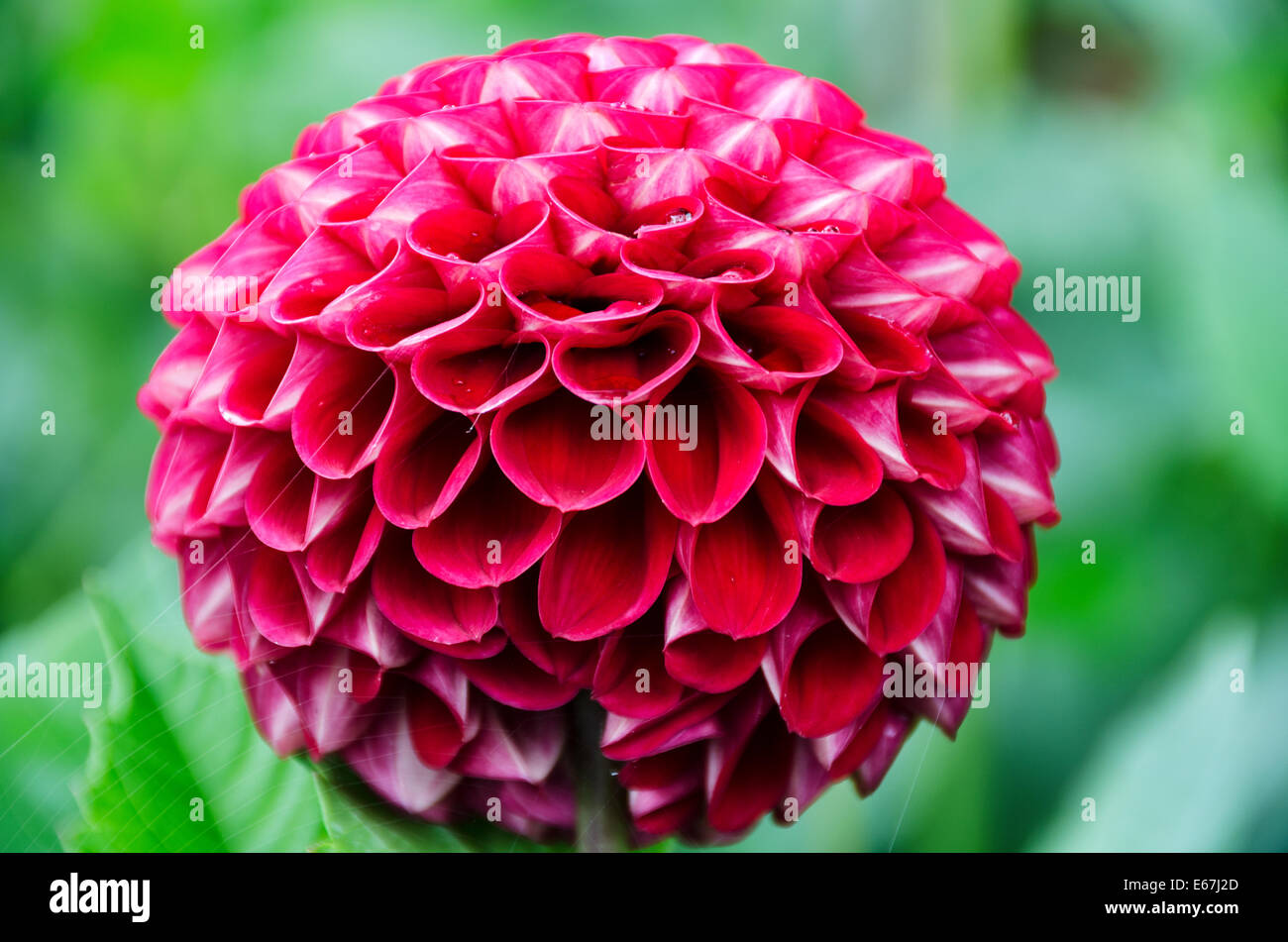 Dahlia flower shapes hi-res stock photography and images - Alamy
