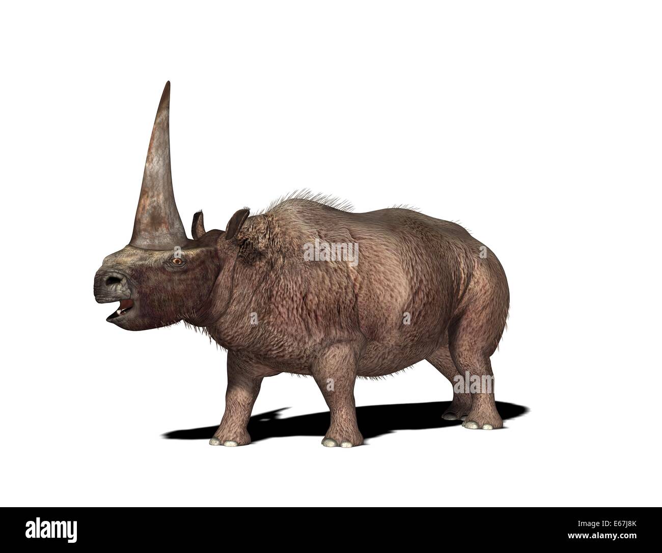 Elasmotherium / Elasmotherium Stock Photo - Alamy