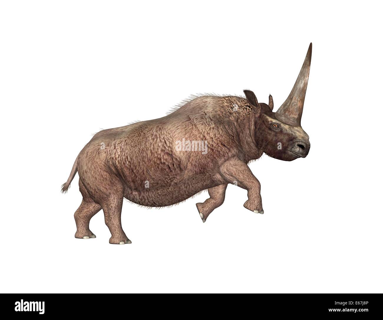 Elasmotherium hi-res stock photography and images - Alamy