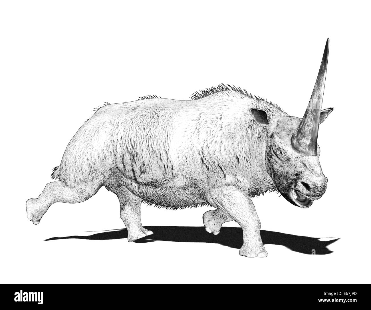 Elasmotherium hi-res stock photography and images - Alamy