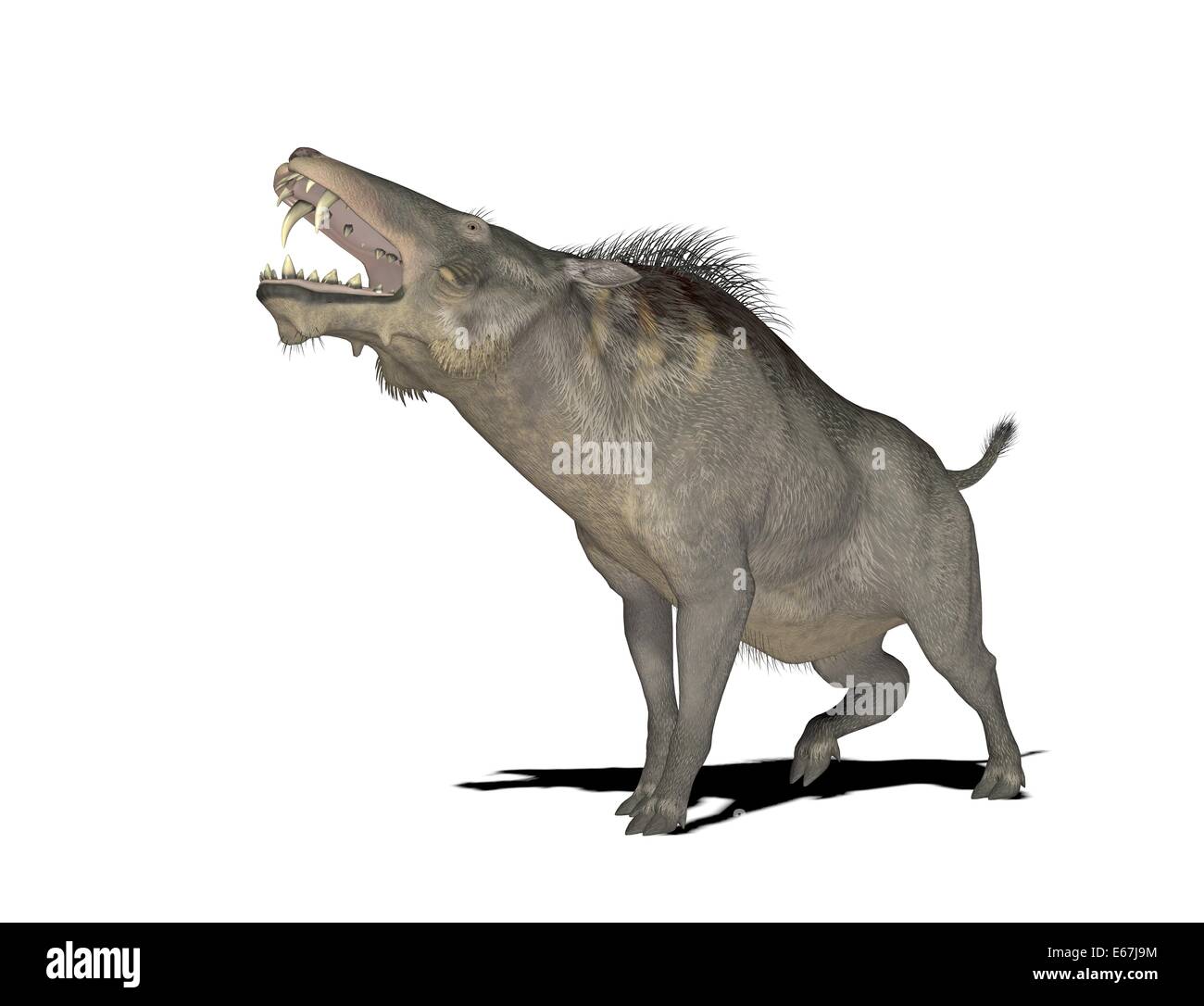 Entelodon / Entelodon Stock Photo - Alamy