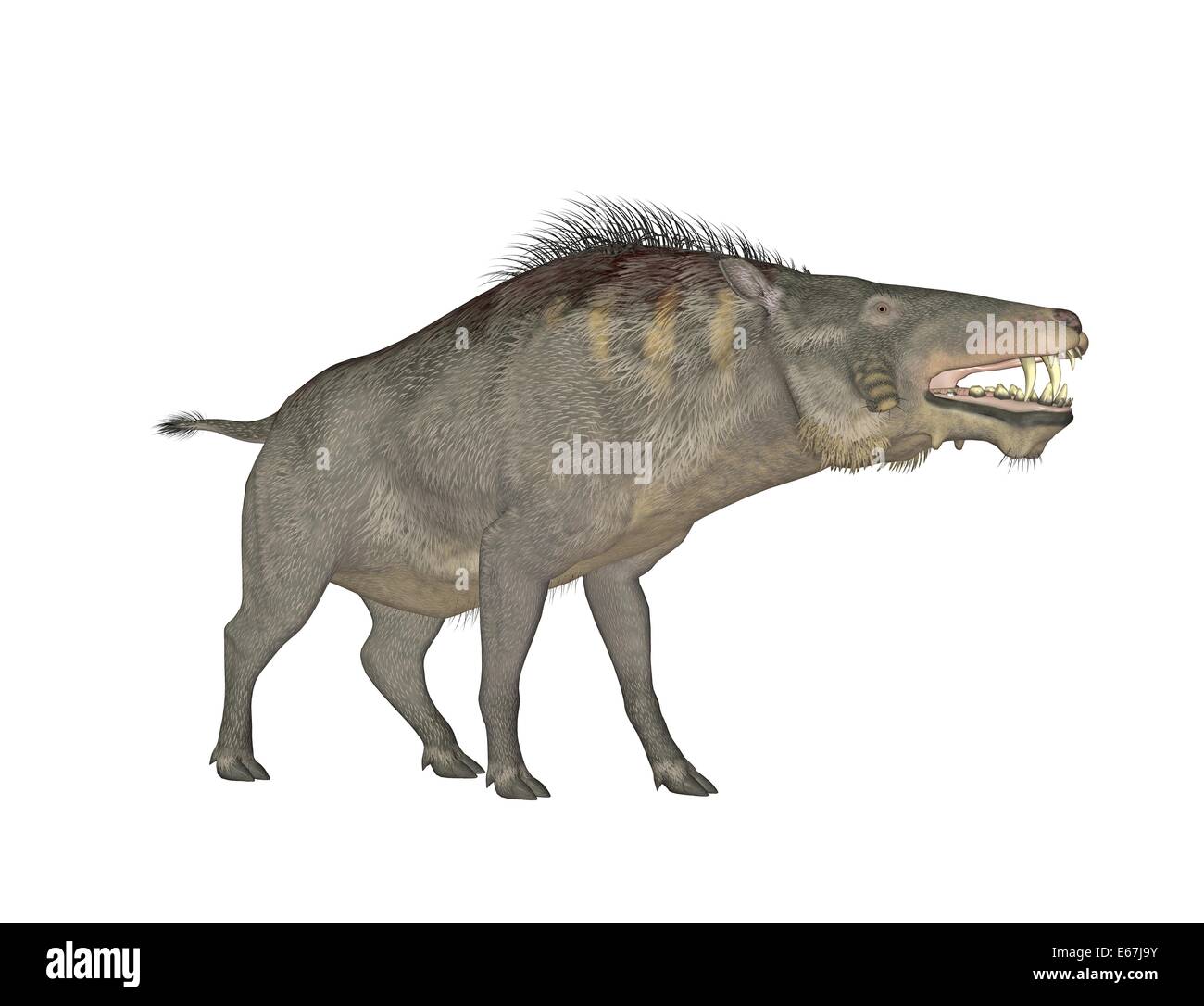 Entelodon hi-res stock photography and images - Alamy