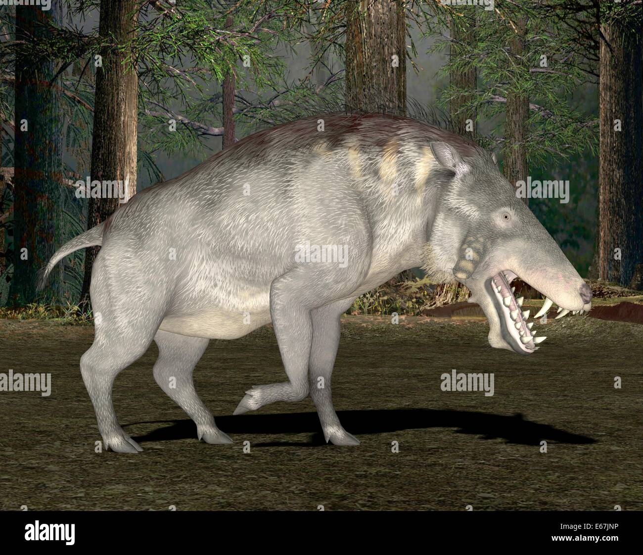 Entelodon / Entelodon Stock Photo - Alamy