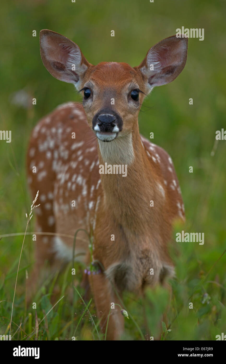 White-tailed deer, fawn, Virginia Stock Photo - Alamy