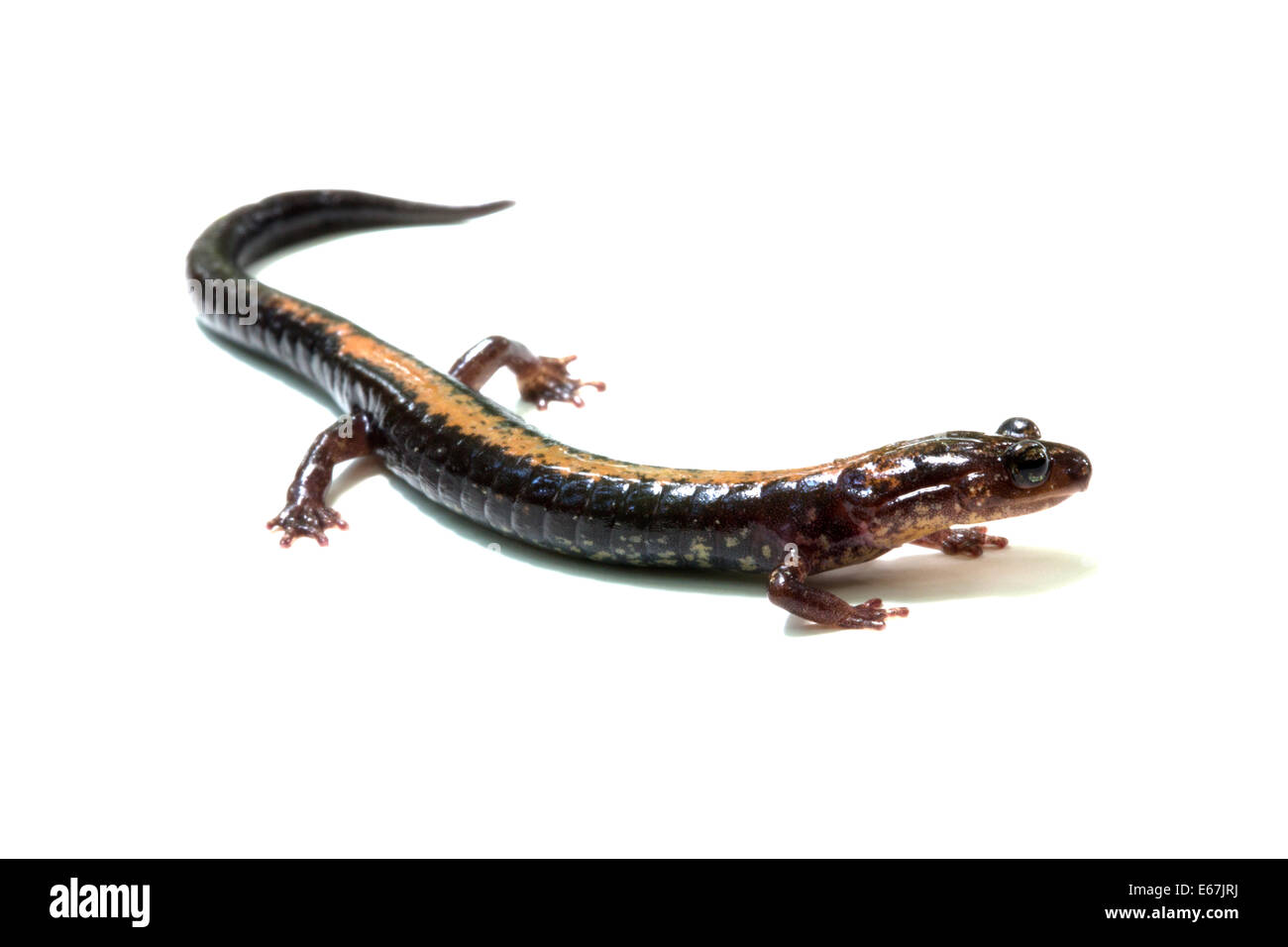 Plethodon shenandoah hi-res stock photography and images - Alamy