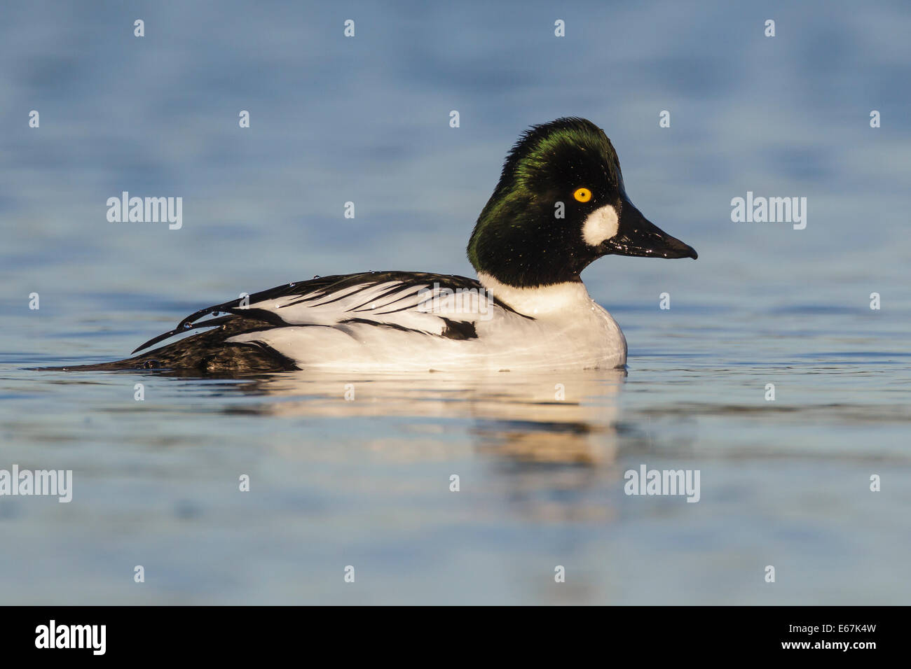 North american common goldeneye duck hi-res stock photography and ...