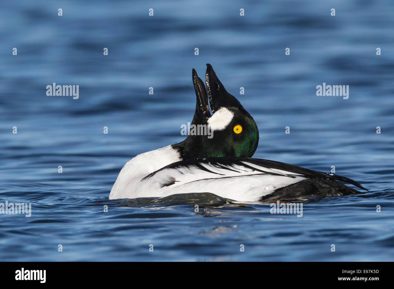 Male Goldeneye High Resolution Stock Photography and Images - Alamy