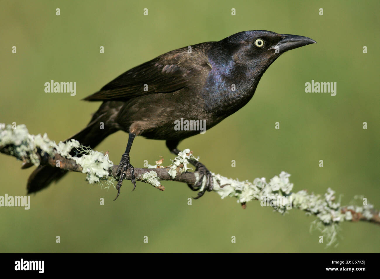 Common grackle female hi-res stock photography and images - Alamy