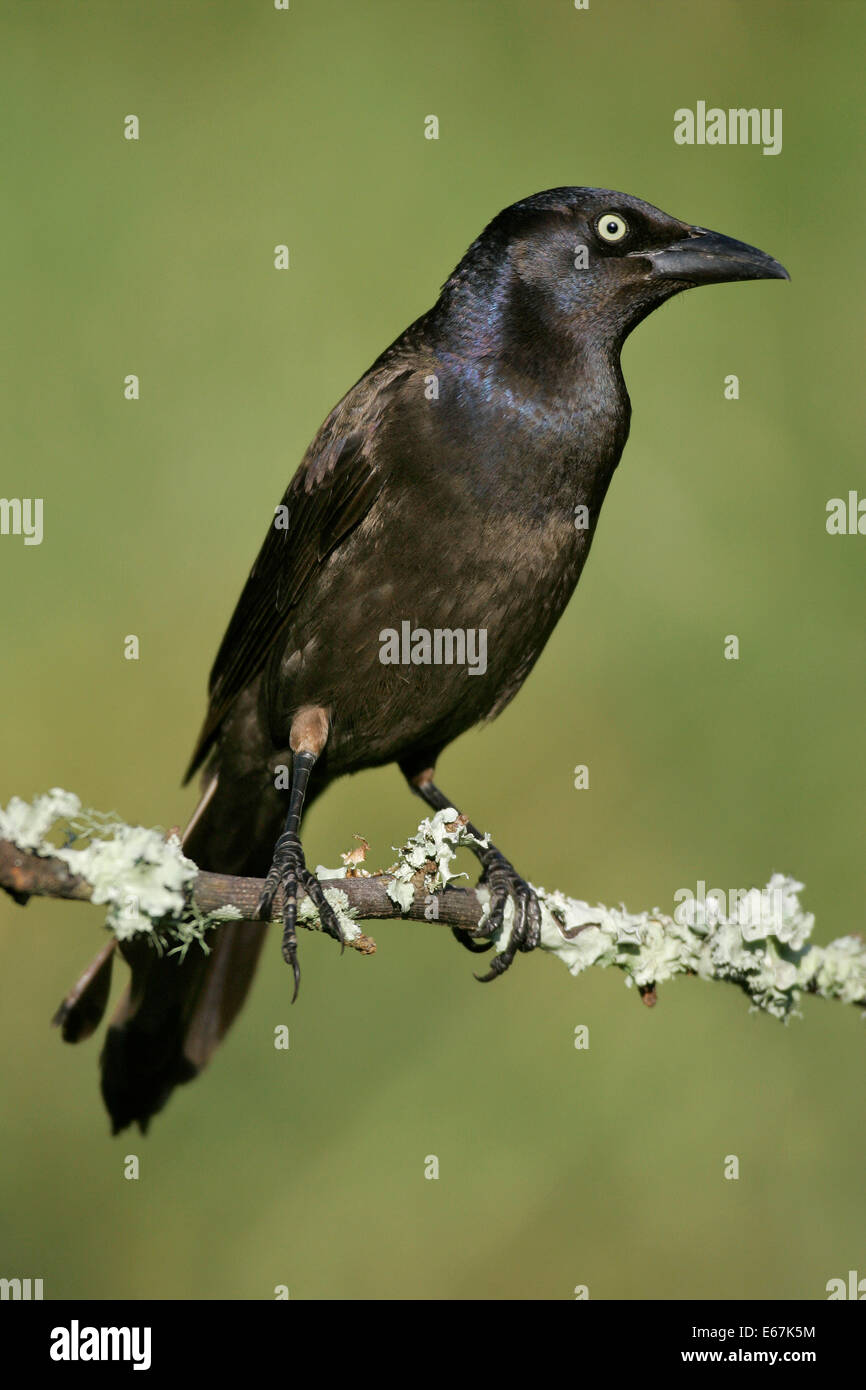 Common grackle female hi-res stock photography and images - Alamy