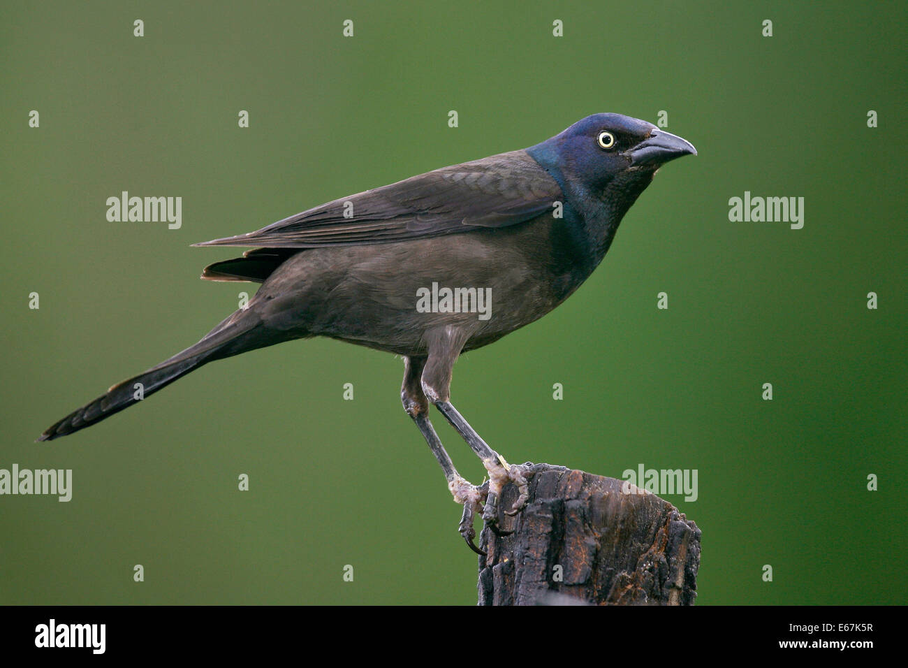 Common grackle female hi-res stock photography and images - Alamy