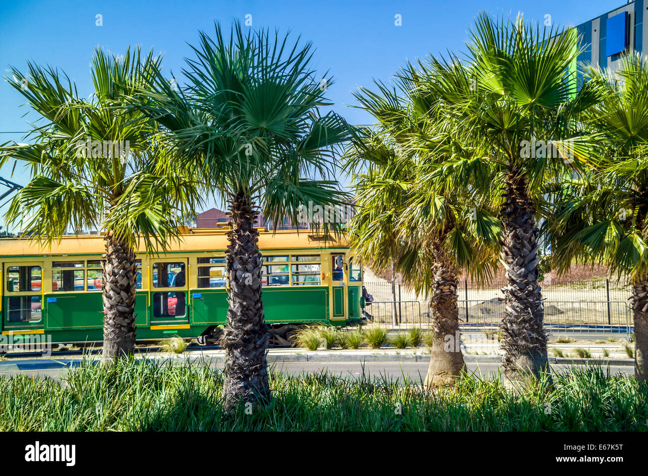 Iconic green and yellow heritage tram travelling along palm tree line ...