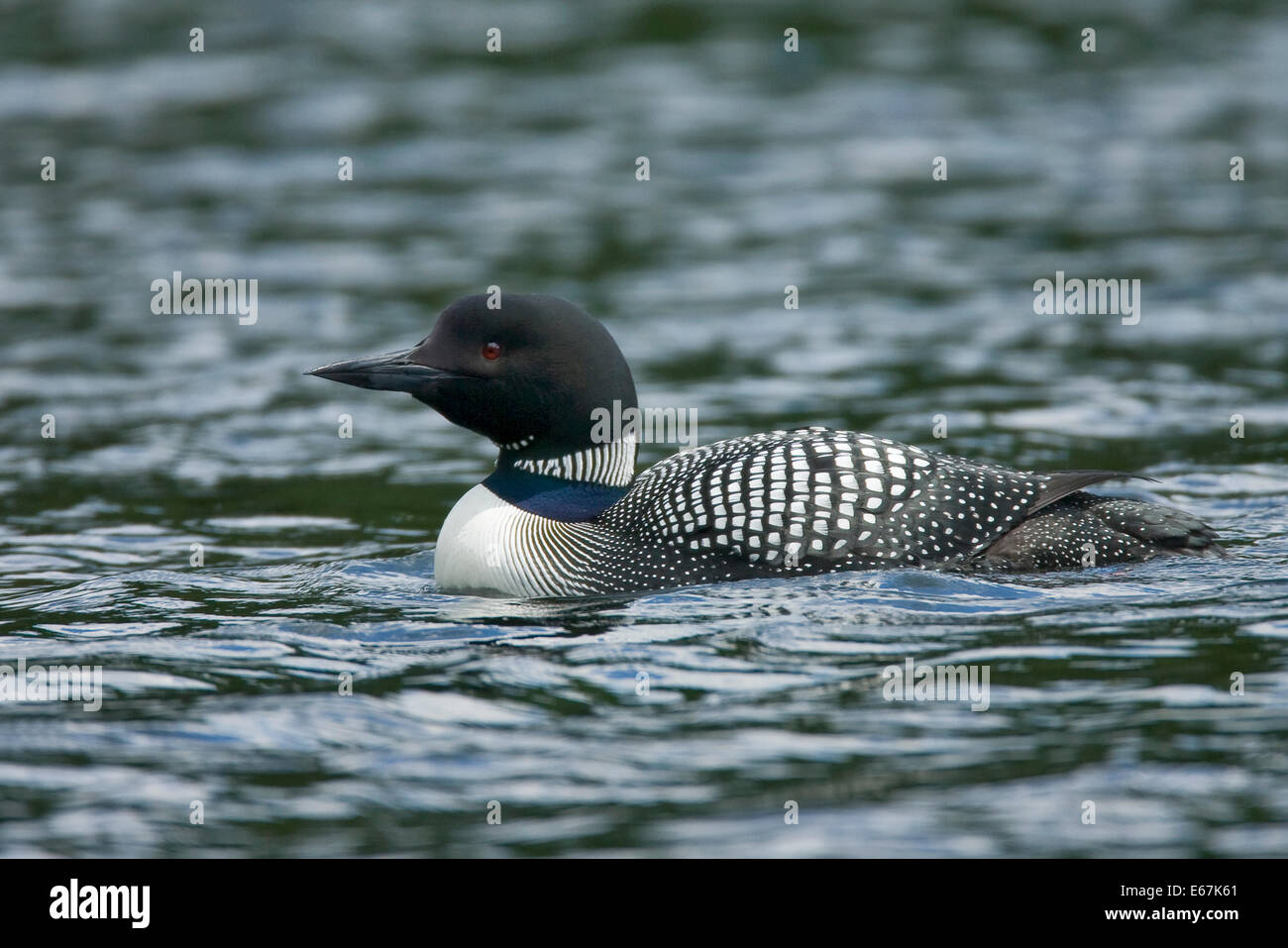 Breeding water hi-res stock photography and images - Alamy