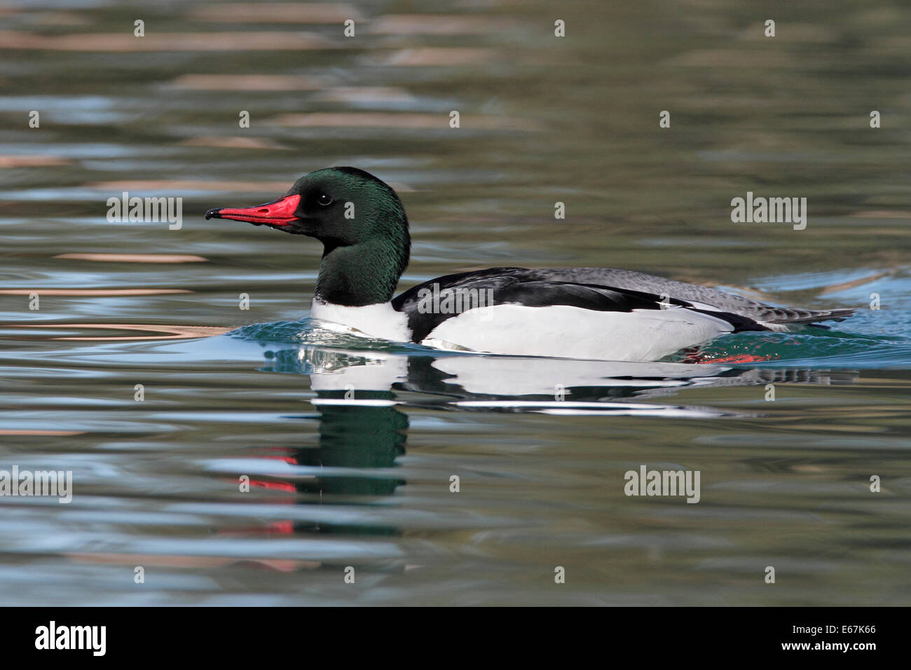 Common merganser mergus merganser hi-res stock photography and images ...