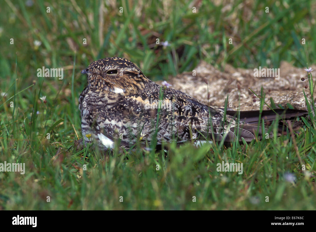 Common Nighthawk - Chordeiles minor Stock Photo - Alamy