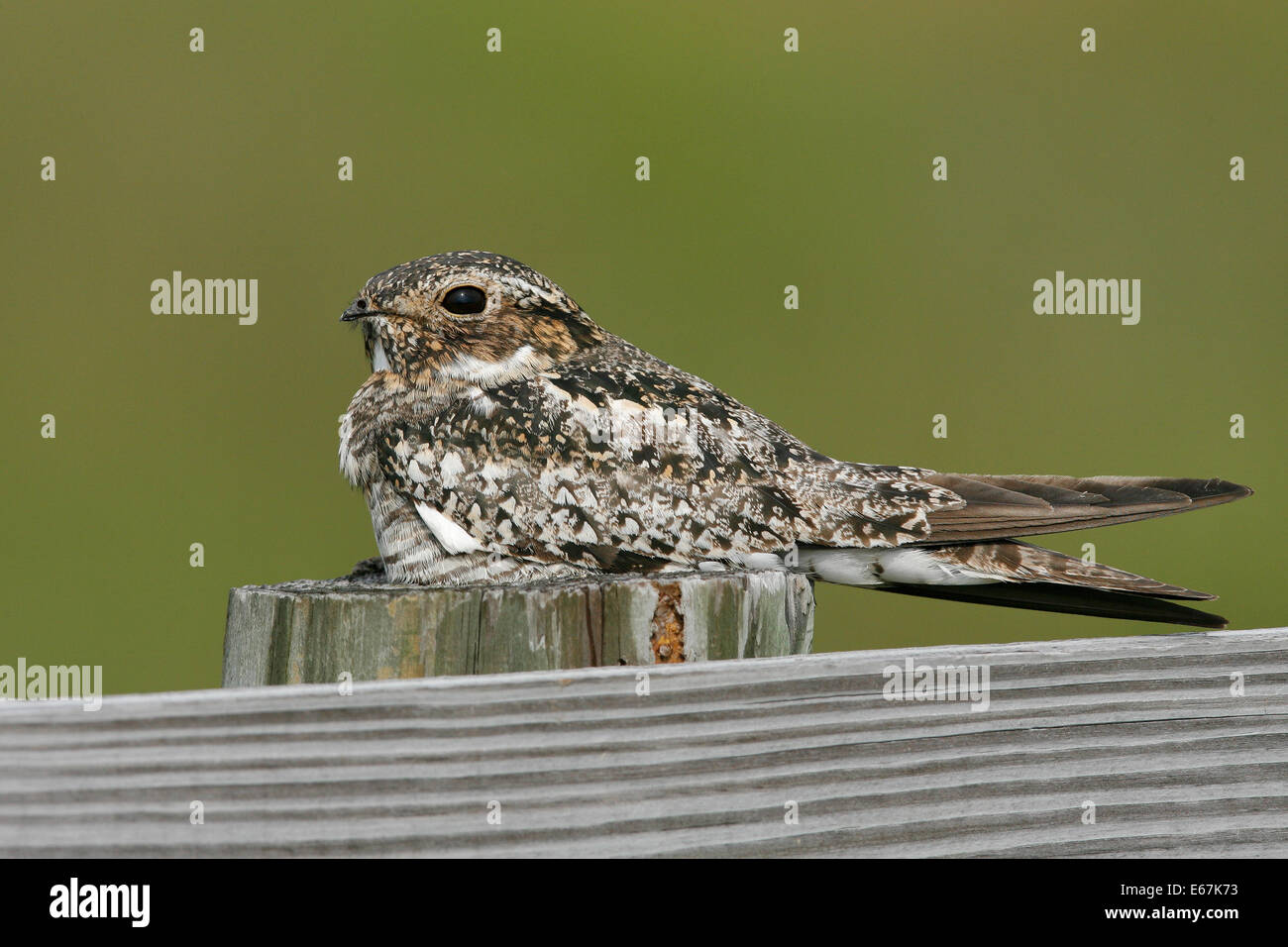 Common Nighthawk - Chordeiles minor Stock Photo - Alamy